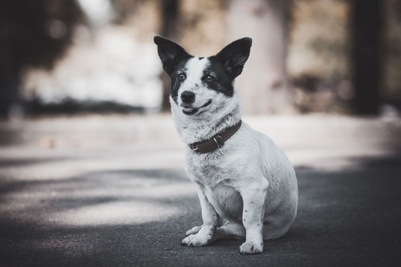 Point Clare Veterinary Hospital - PIA